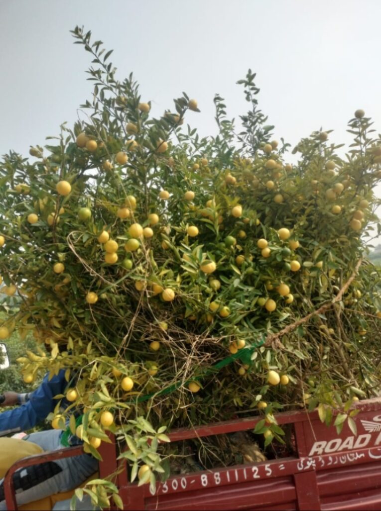 China lemon with Fruiting – Pak Plants