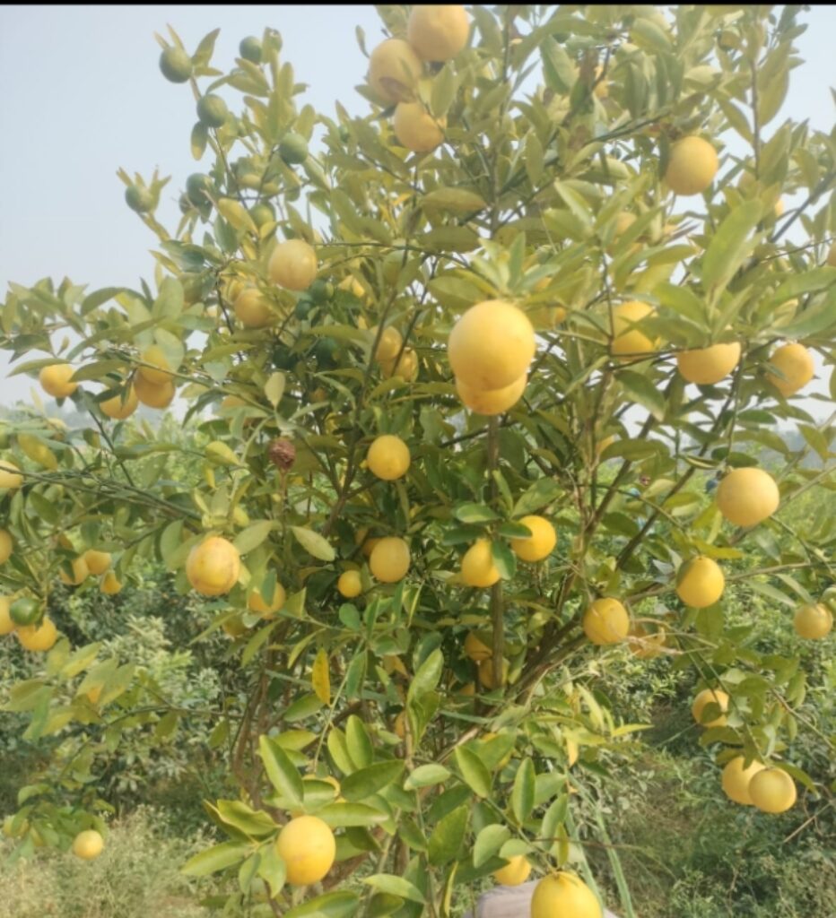 China lemon with Fruiting – Pak Plants