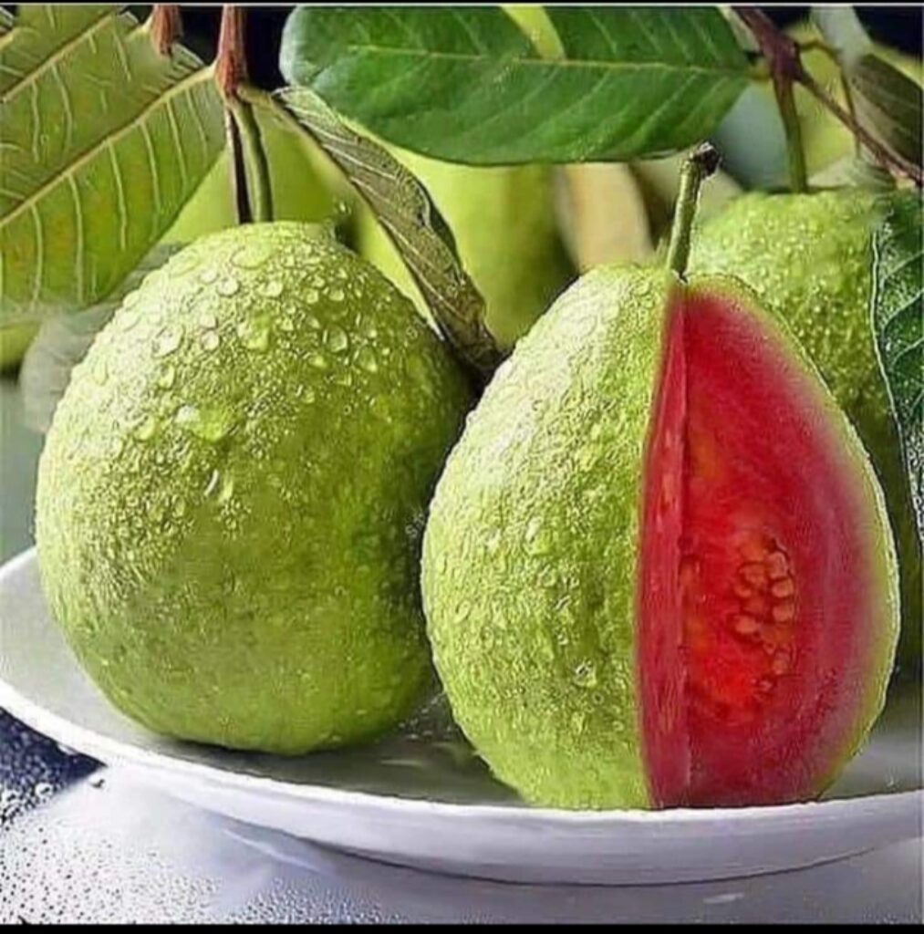 Thai pink Guava – Pak Plants