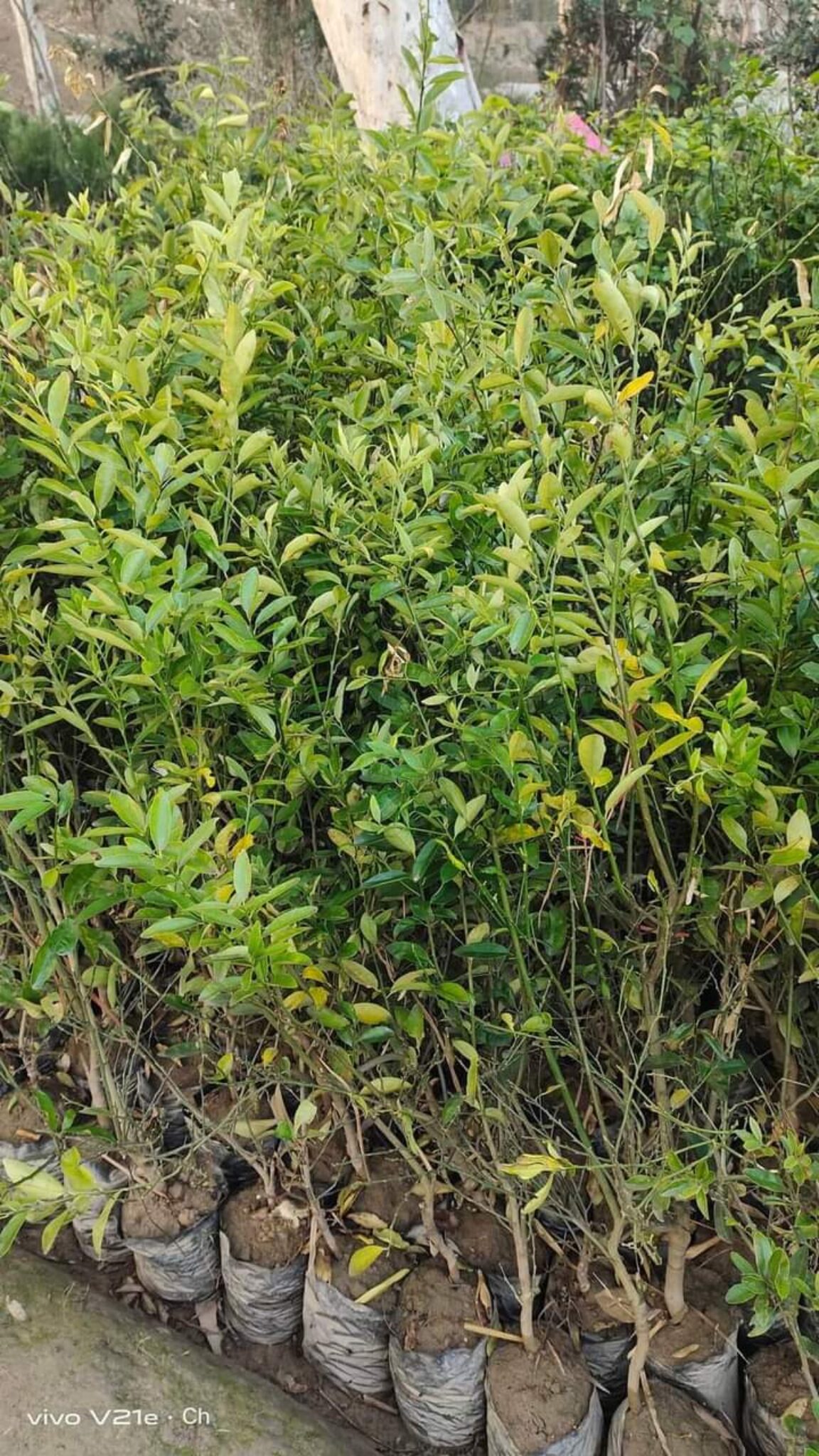 China lemon – Pak Plants