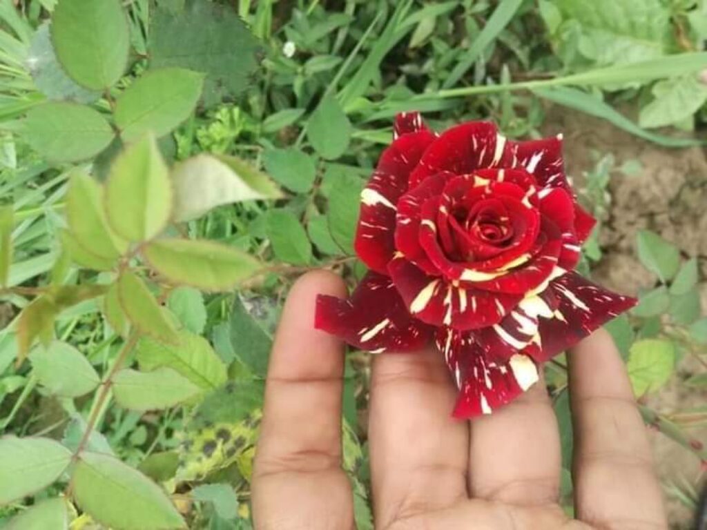 English Rose – Pak Plants
