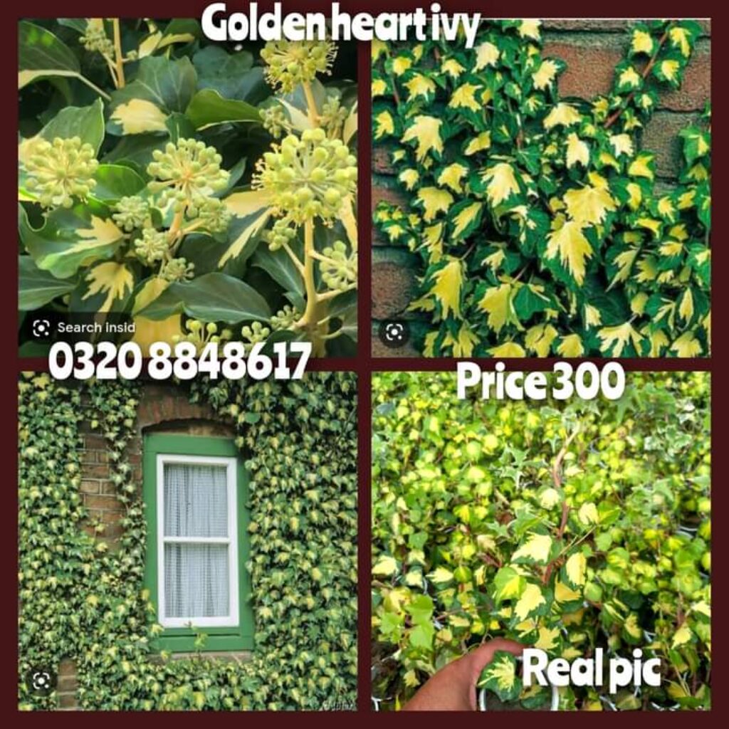 Golden Heart ivy – Pak Plants
