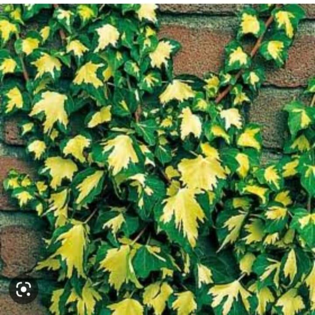 Golden Heart ivy – Pak Plants