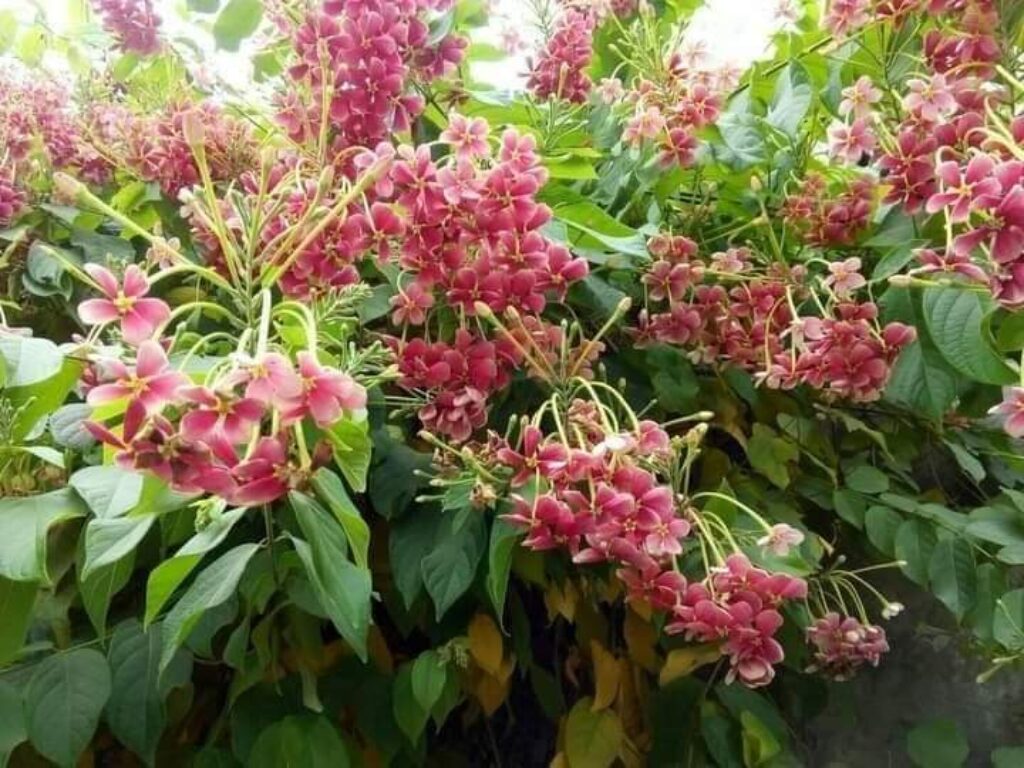 Jhuumka bail – Pak Plants