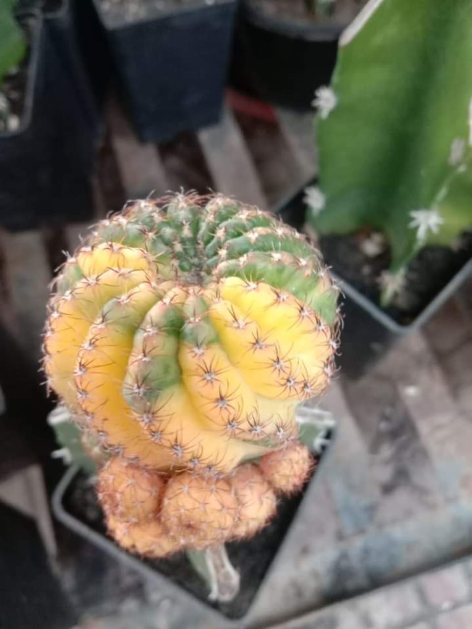 Gymno Verigated Grafted – Pak Plants