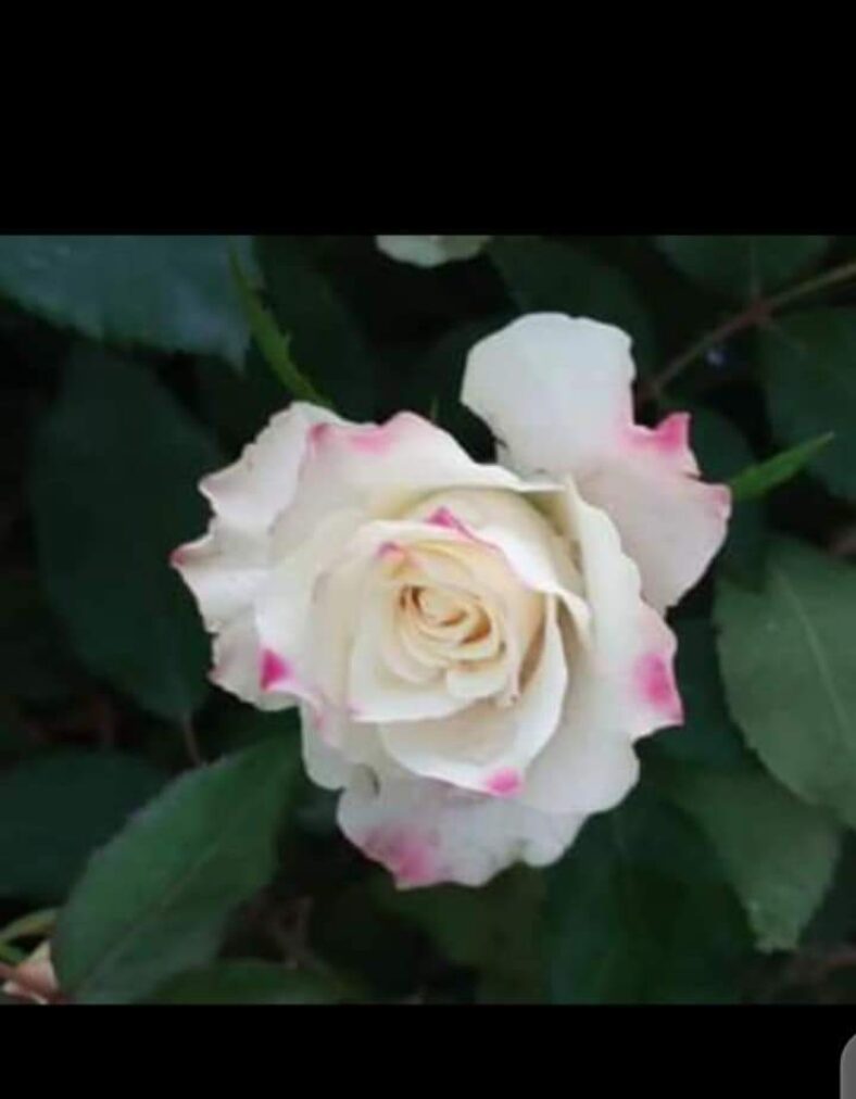 English rose – Pak Plants