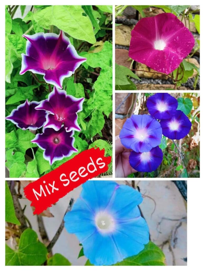 Morning Glory mix Seeds – Pak Plants