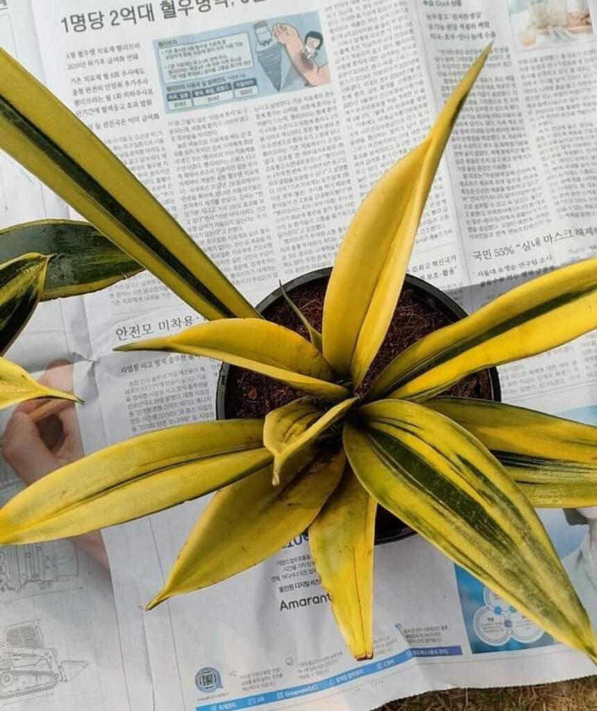 Sensveria gold fleam – Pak Plants