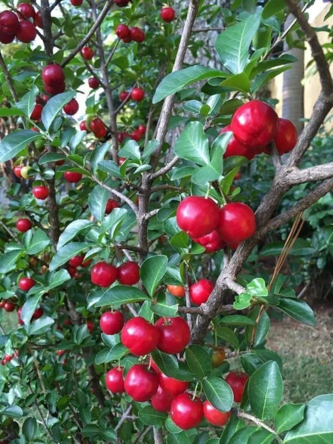 Barbados cherry – Pak Plants