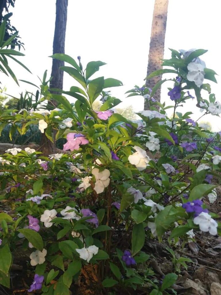 Francisia Flower – Pak Plants