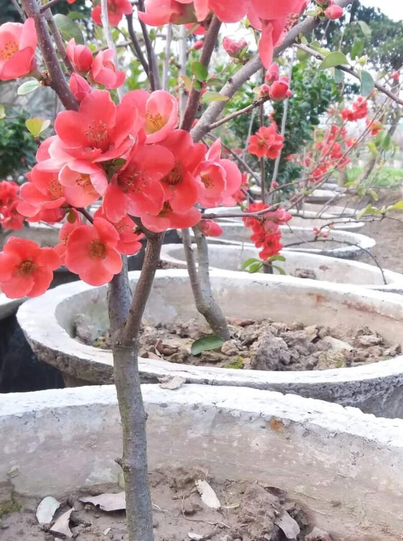 Cydonia plant – Pak Plants