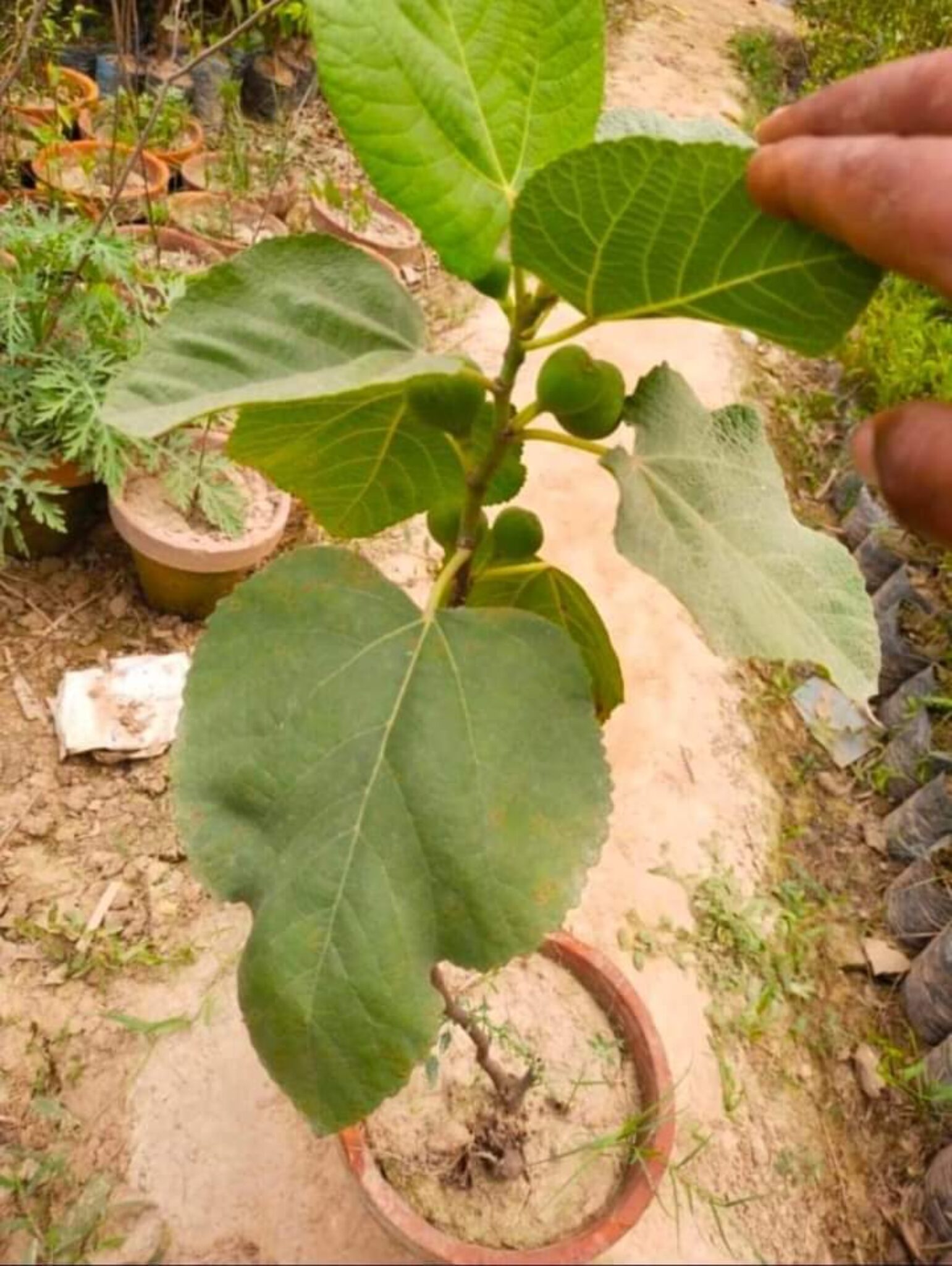 Anjeer plant – Pak Plants