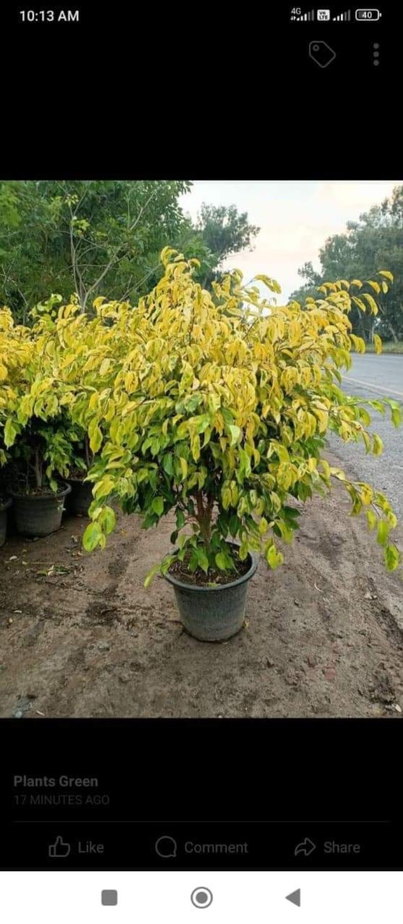 Golden Ficus – Pak Plants