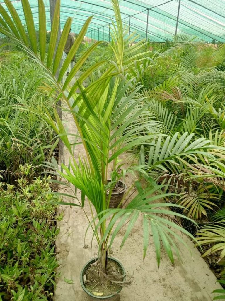 Golden palm – Pak Plants