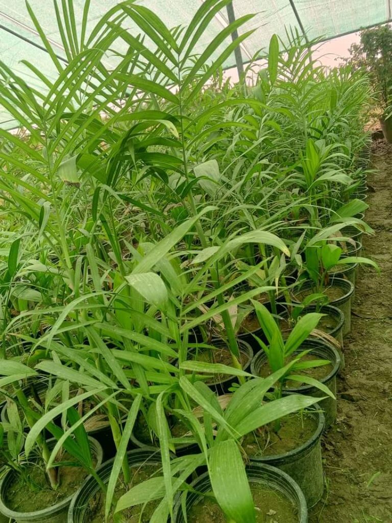 Cane palm – Pak Plants