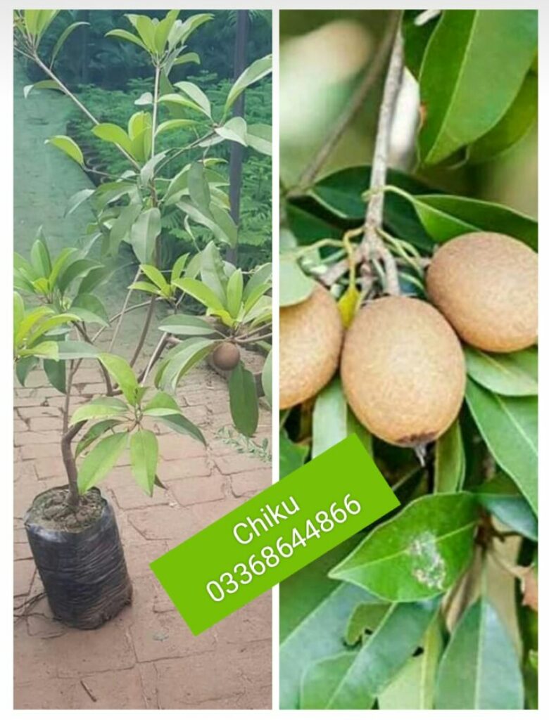Chiku plant – Pak Plants