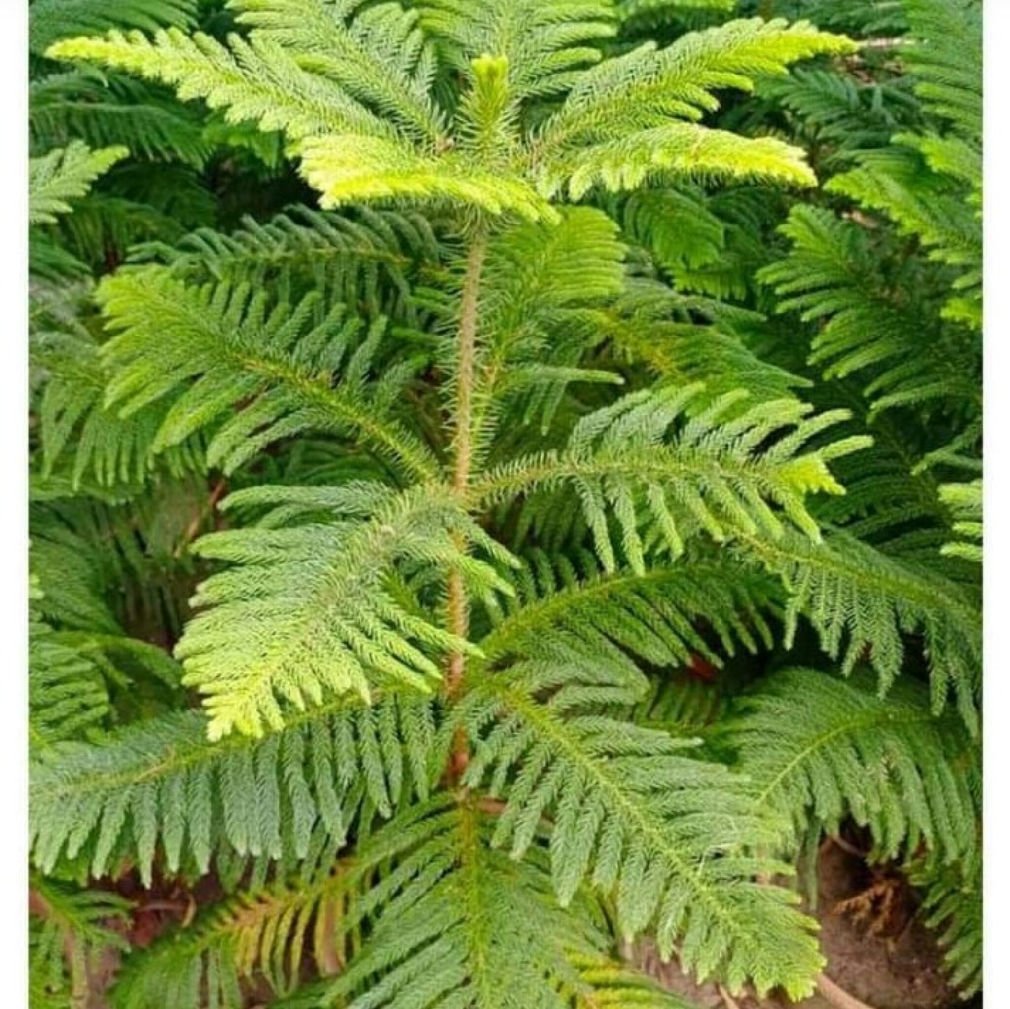 Aerocaria | Aerocare Plant Price in pakistan - Pak Plants
