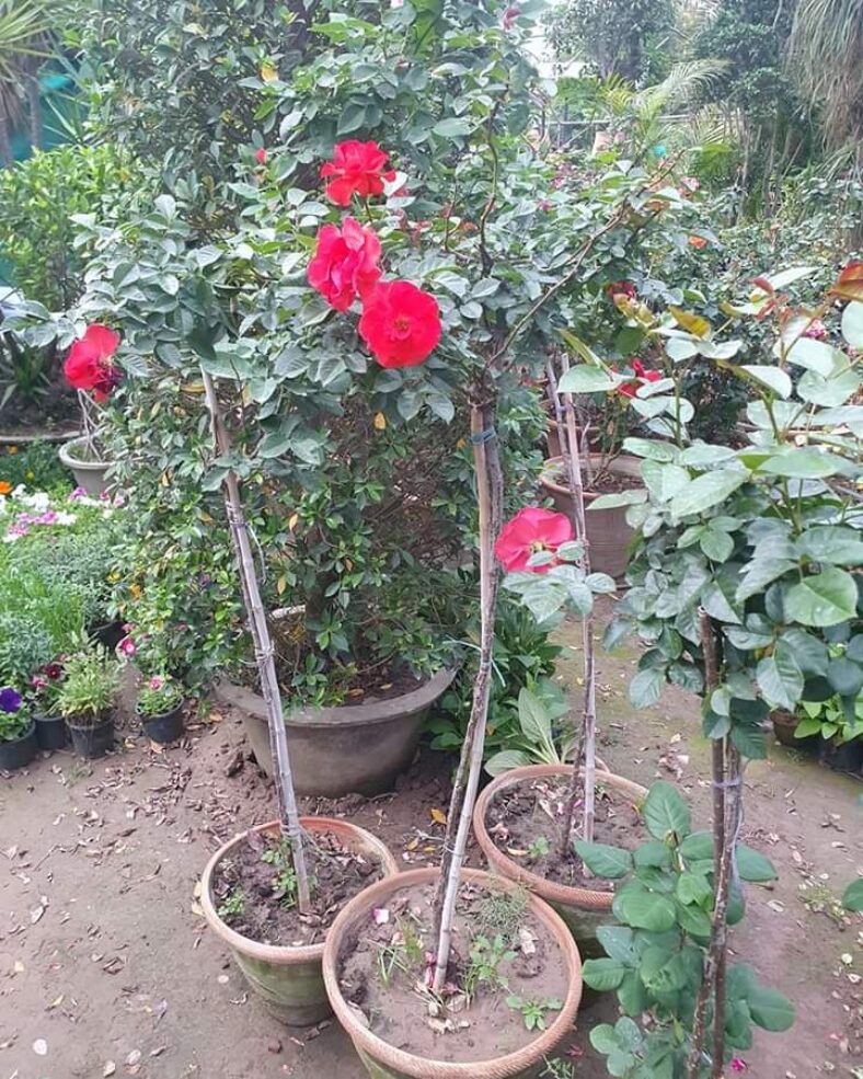 Standard rose – Pak Plants