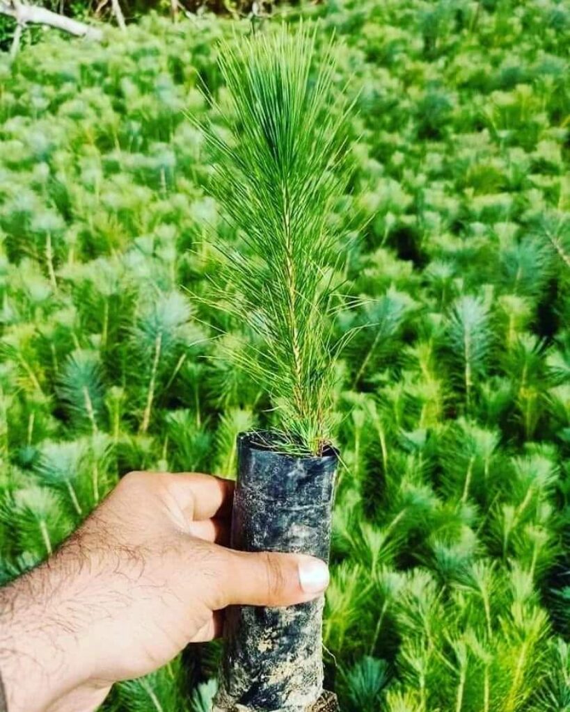 Pine baby plants – Pak Plants
