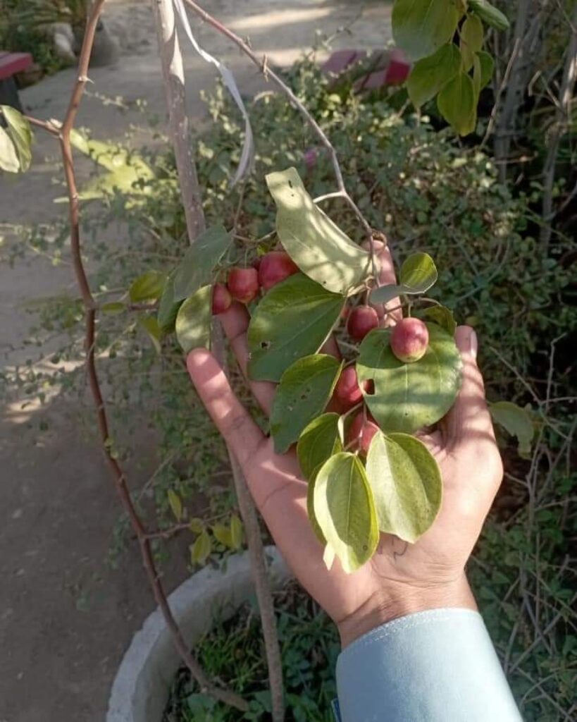 Apple bear – Pak Plants