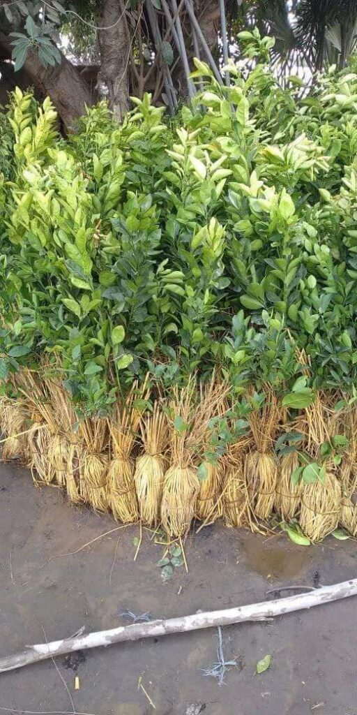 Shakri orange – Pak Plants