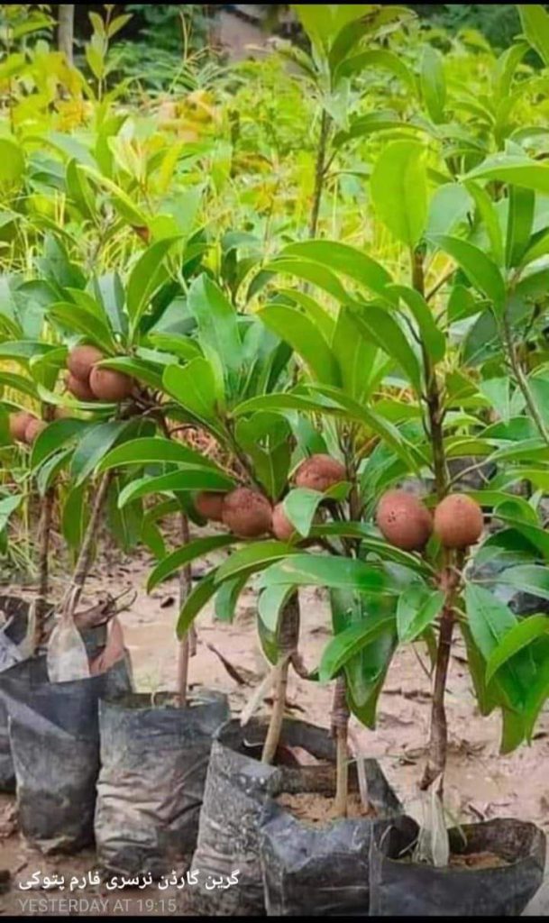 Lychee plants – Pak Plants