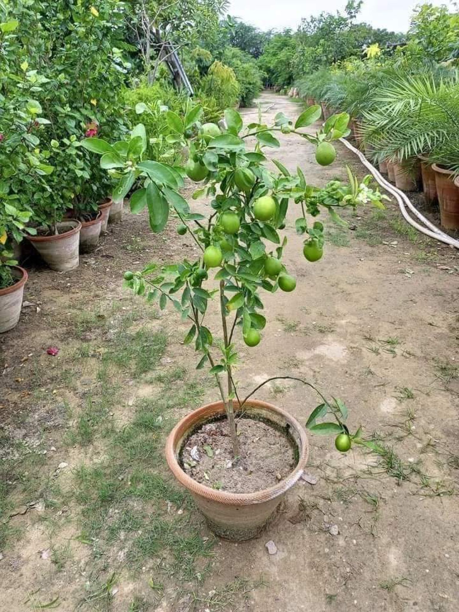 Metha plant – Pak Plants