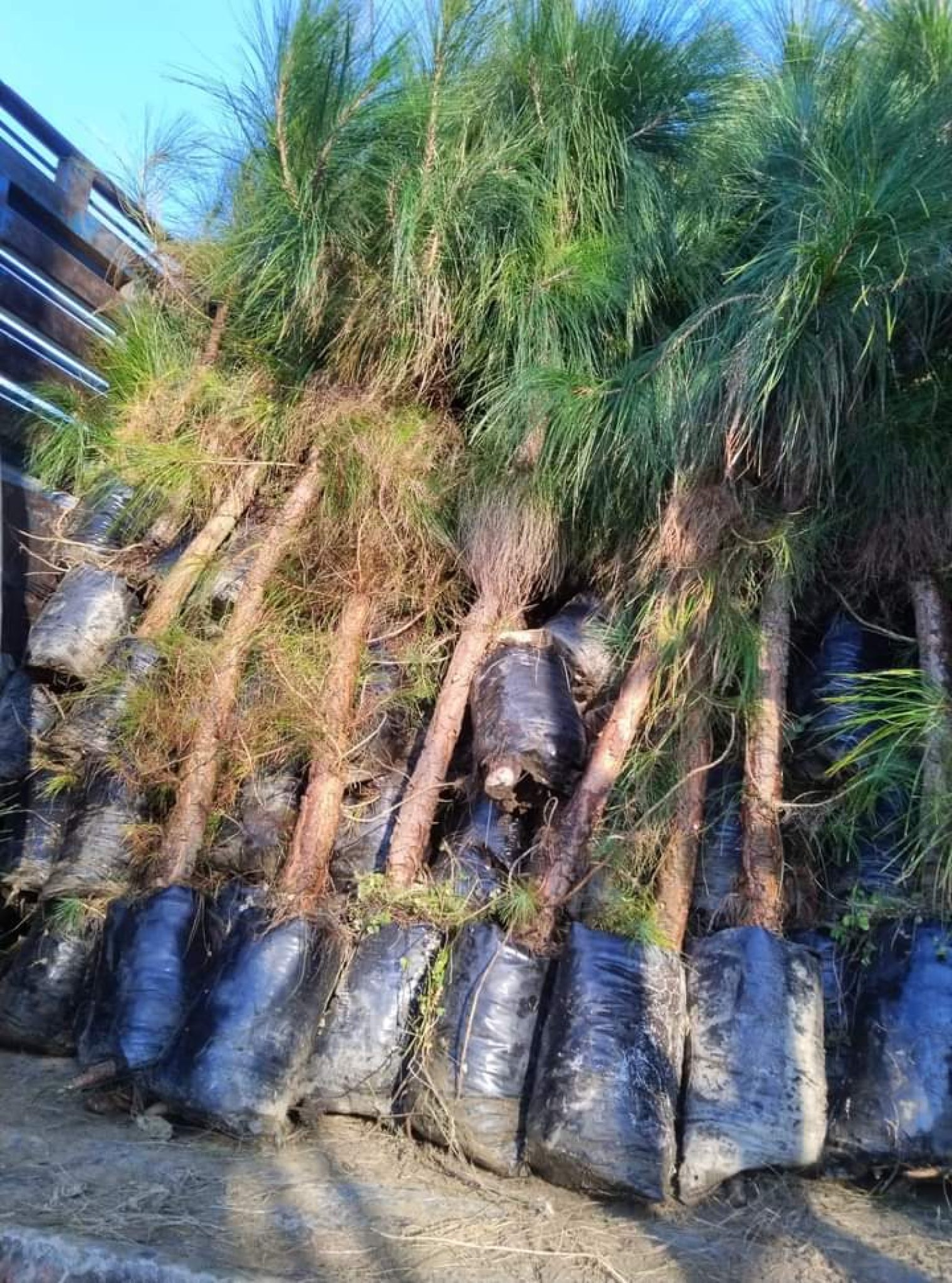 Royal plants – Pak Plants