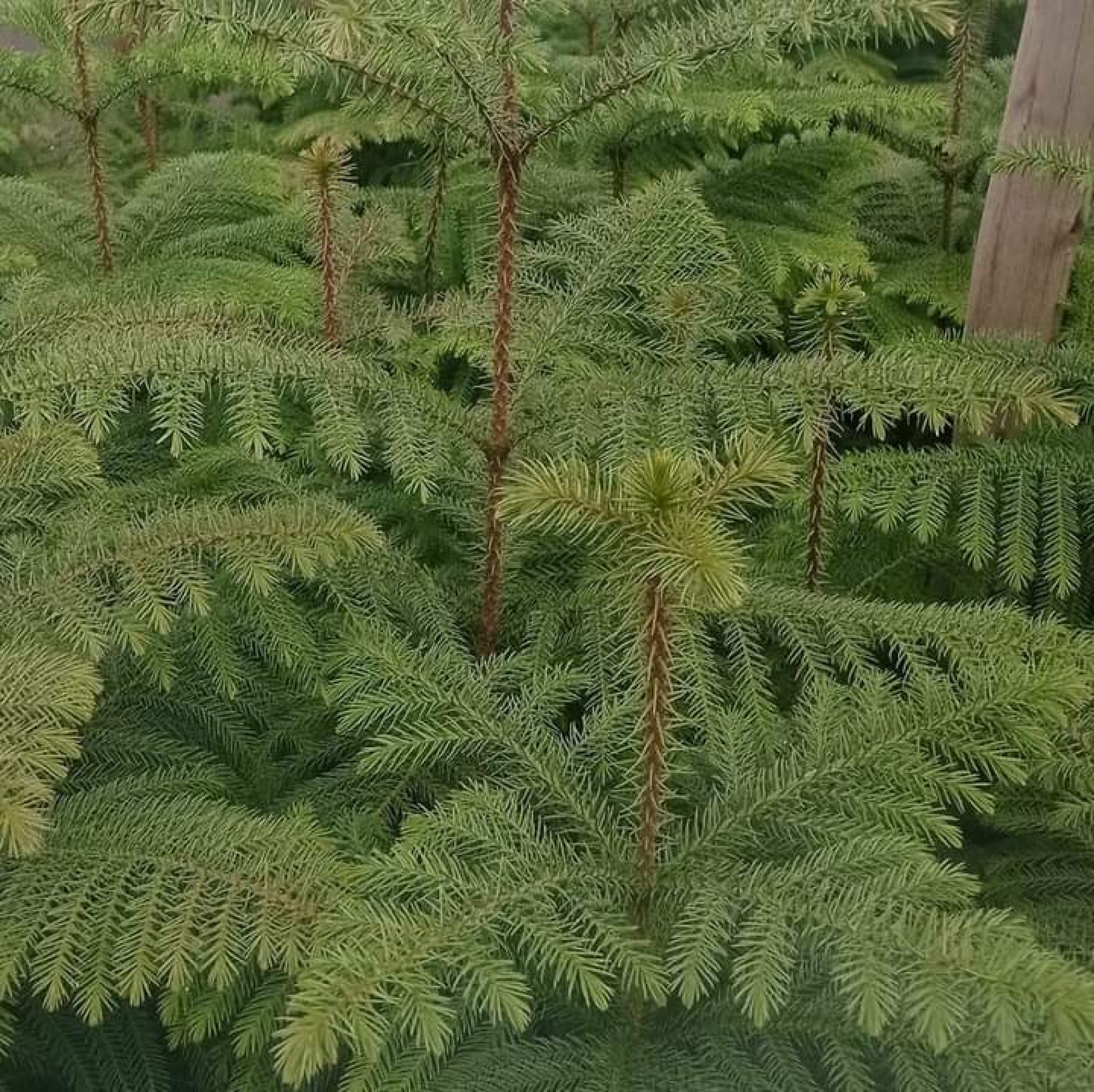 Aerocaria plants – Pak Plants