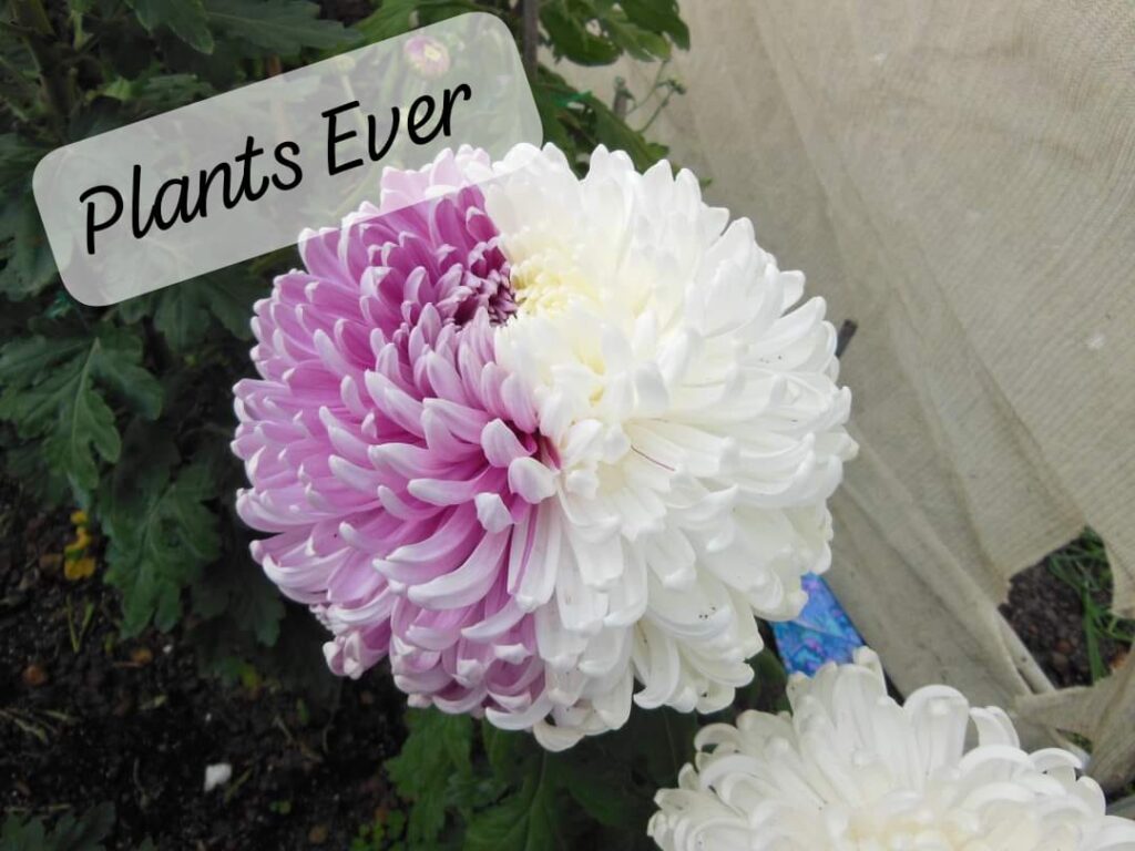 Important – Pak Plants