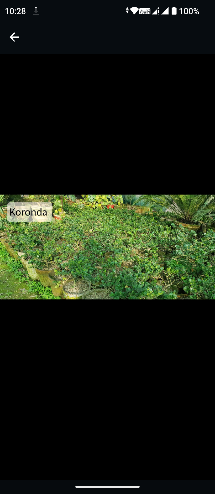 Kronda plants – Pak Plants
