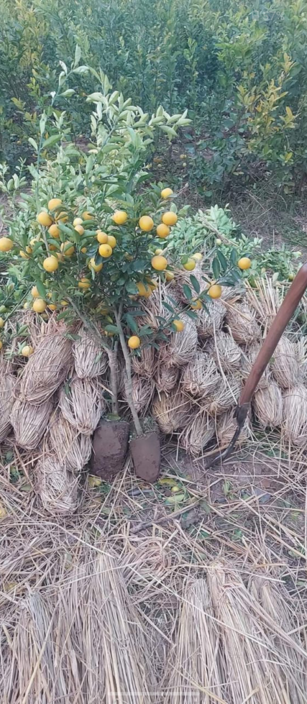 China lemon – Pak Plants