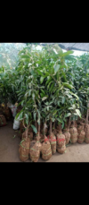 White Chonsa mango – Pak Plants