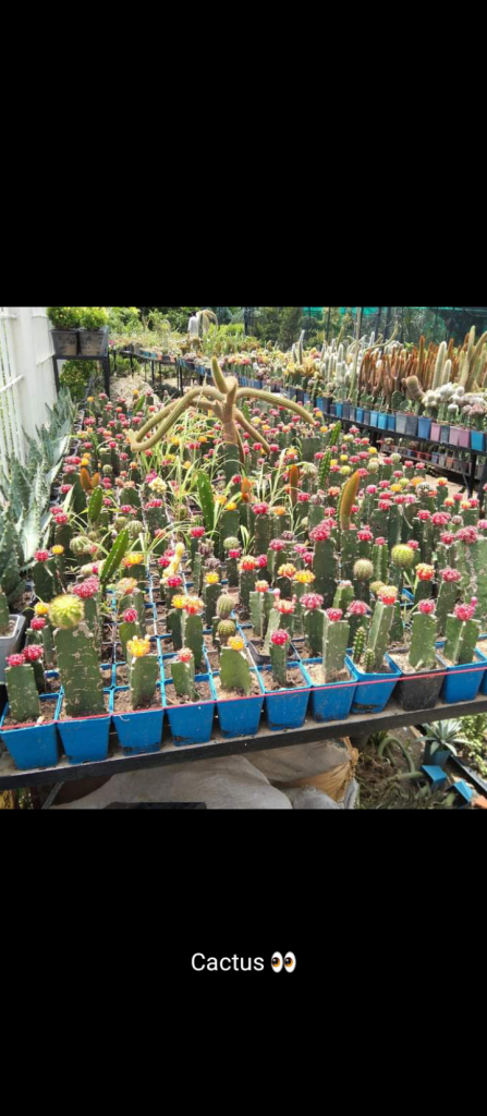 Moon Cactus – Pak Plants