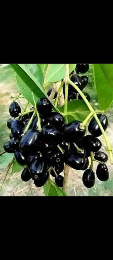 Jamun plants – Pak Plants