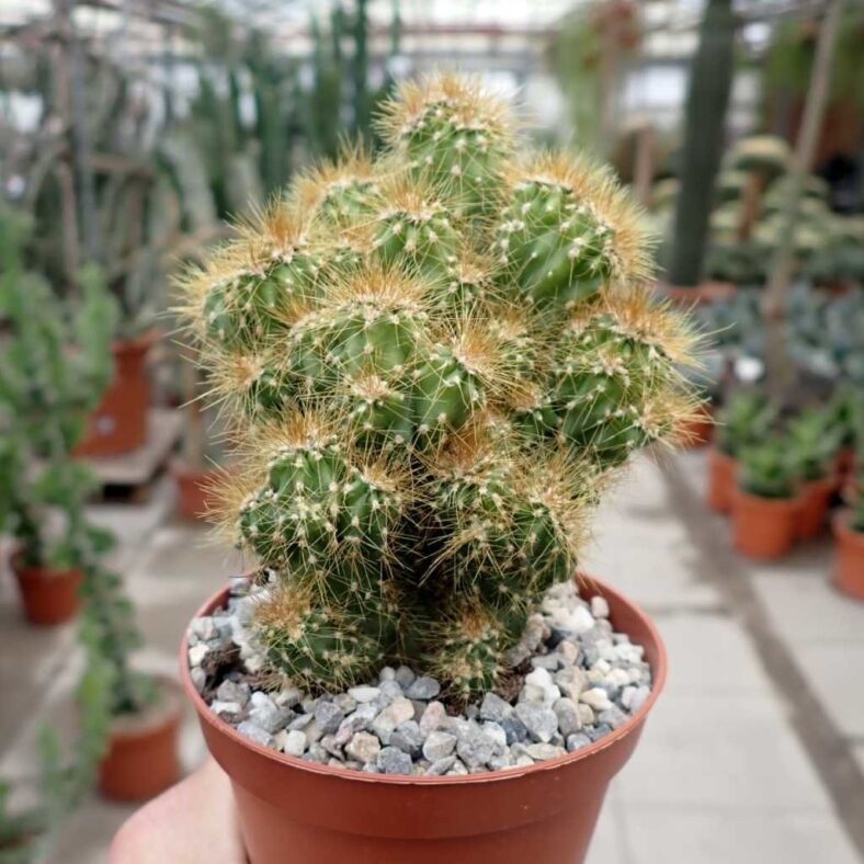 Cereus repandus monstrosus (Peruvian Apple Cactus) Pakistan