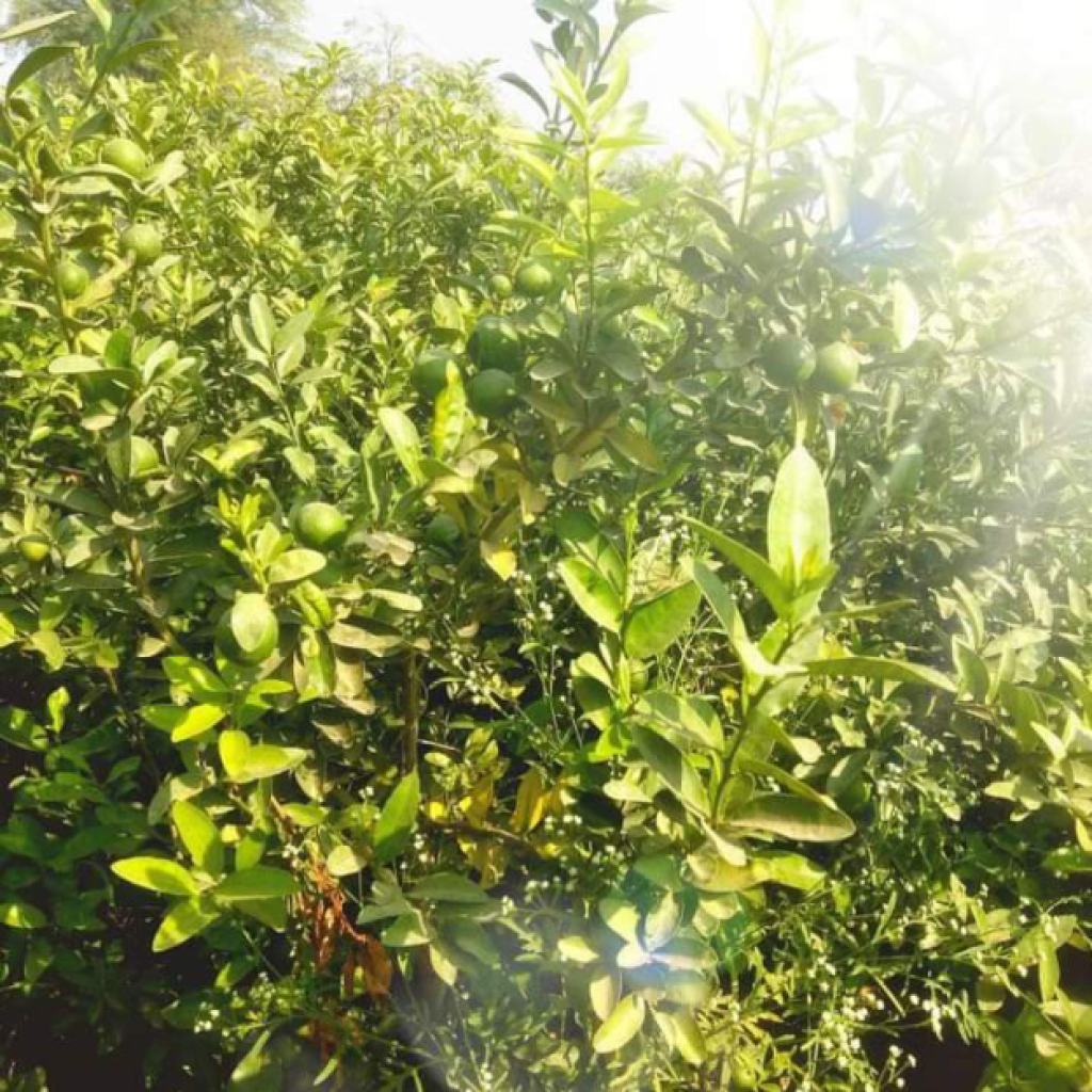 China Lemon – Pak Plants