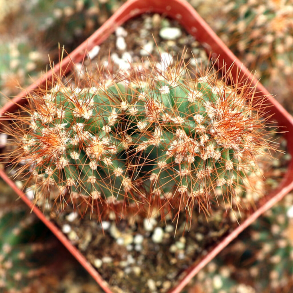 Cereus repandus monstrosus (Peruvian Apple Cactus) Pakistan