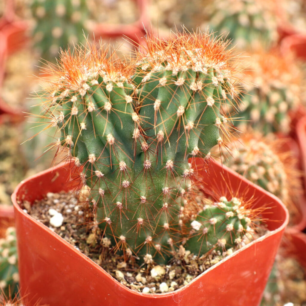 Cereus repandus monstrosus (Peruvian Apple Cactus) Pakistan