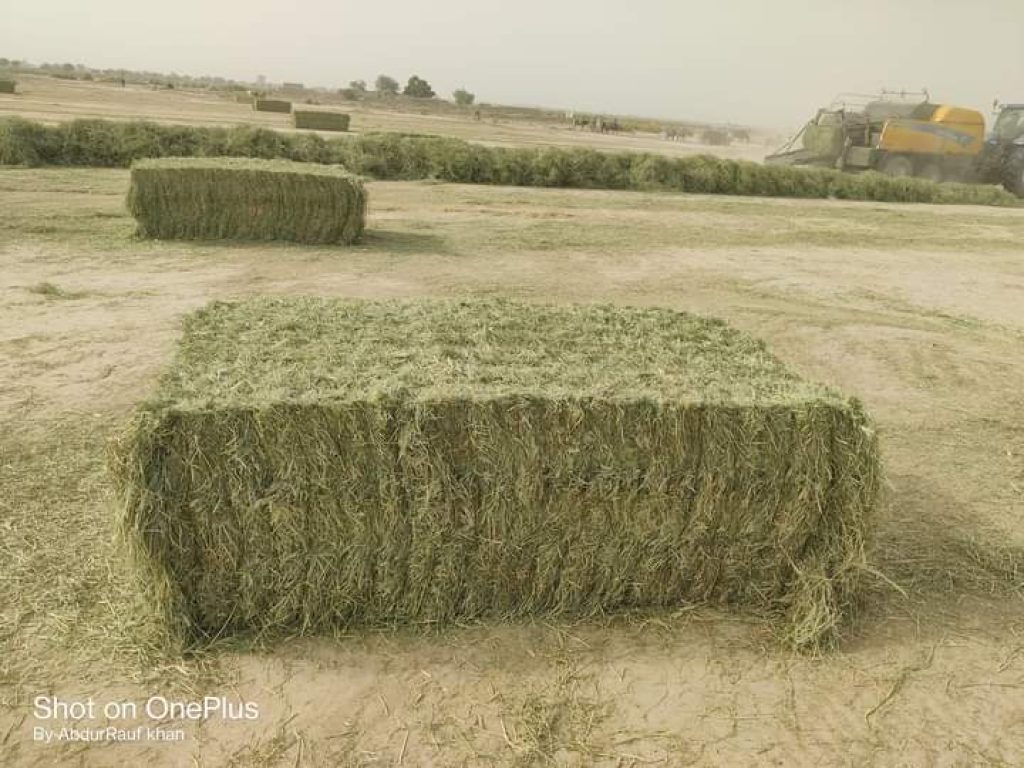 Rhodes Grass – Pak Plants