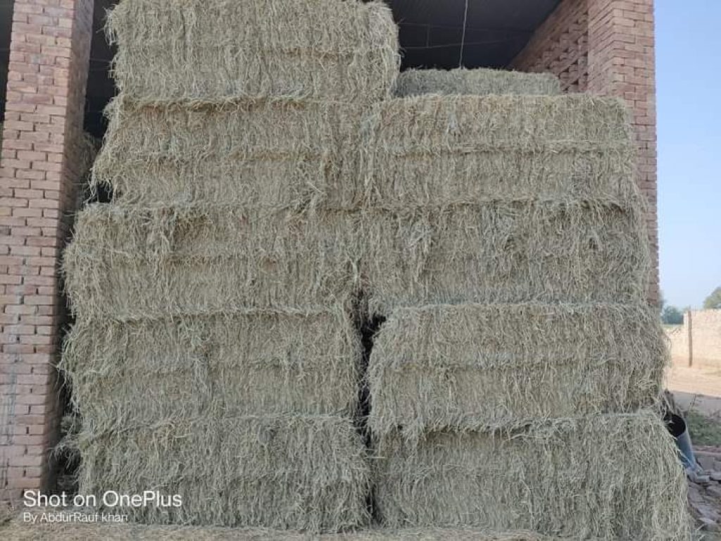 Important Rhodes Grass – Pak Plants
