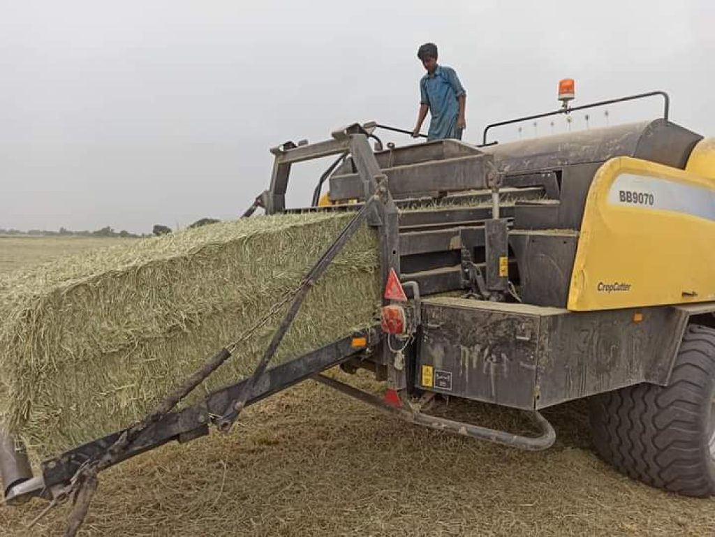 Rhodes Grass – Pak Plants