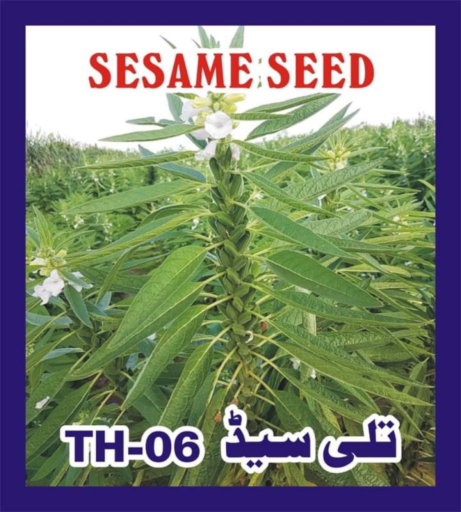 Sesame seeds – Pak Plants