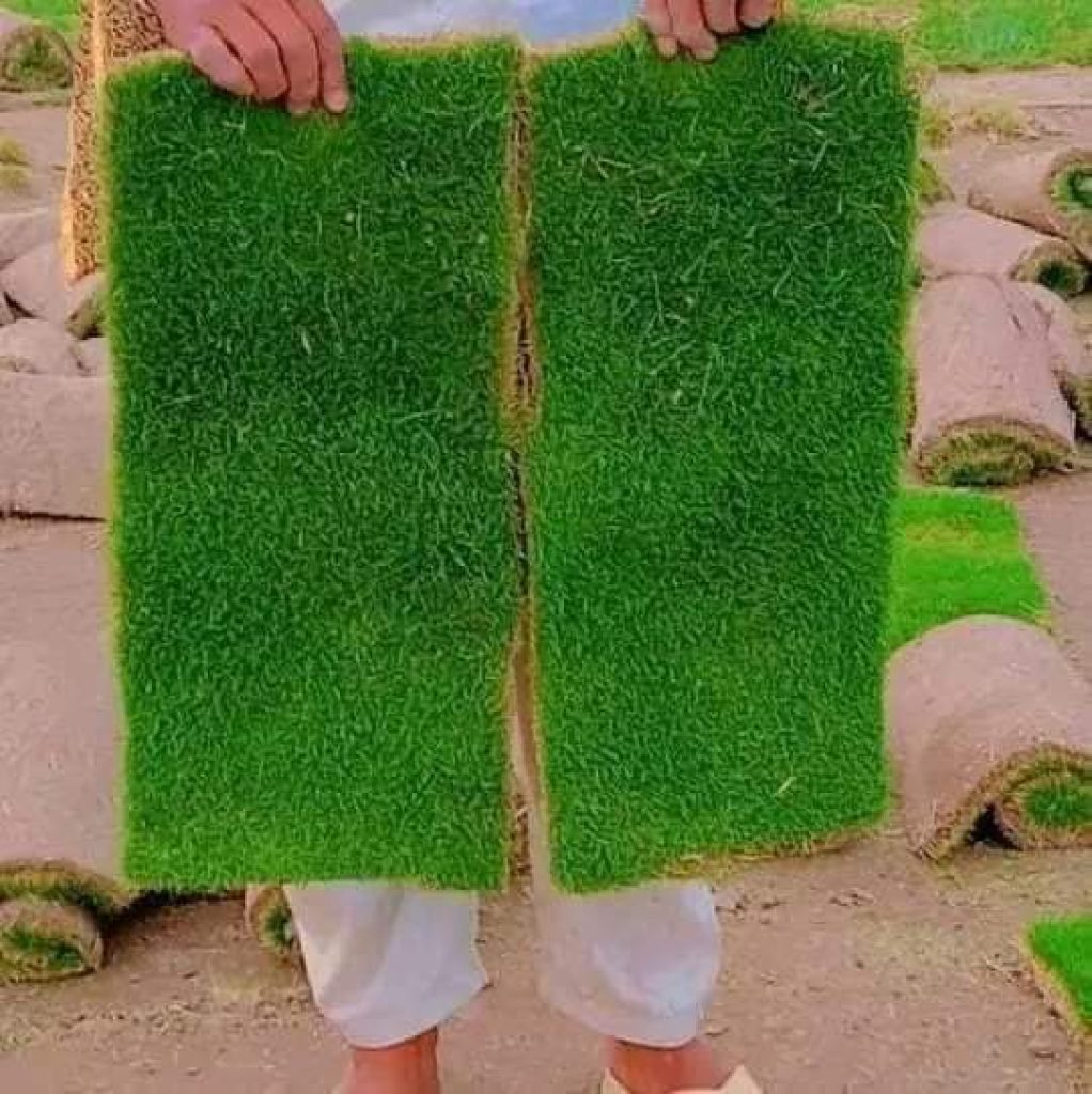 Carpet lawn Grass – Pak Plants