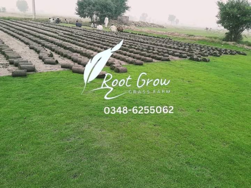 Korean Carpet Grass – Pak Plants