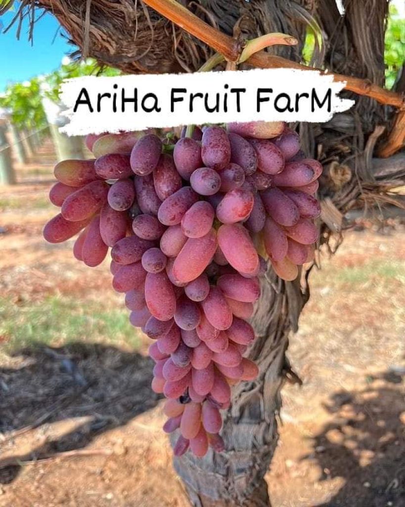 Crimson Seedless grape – Pak Plants