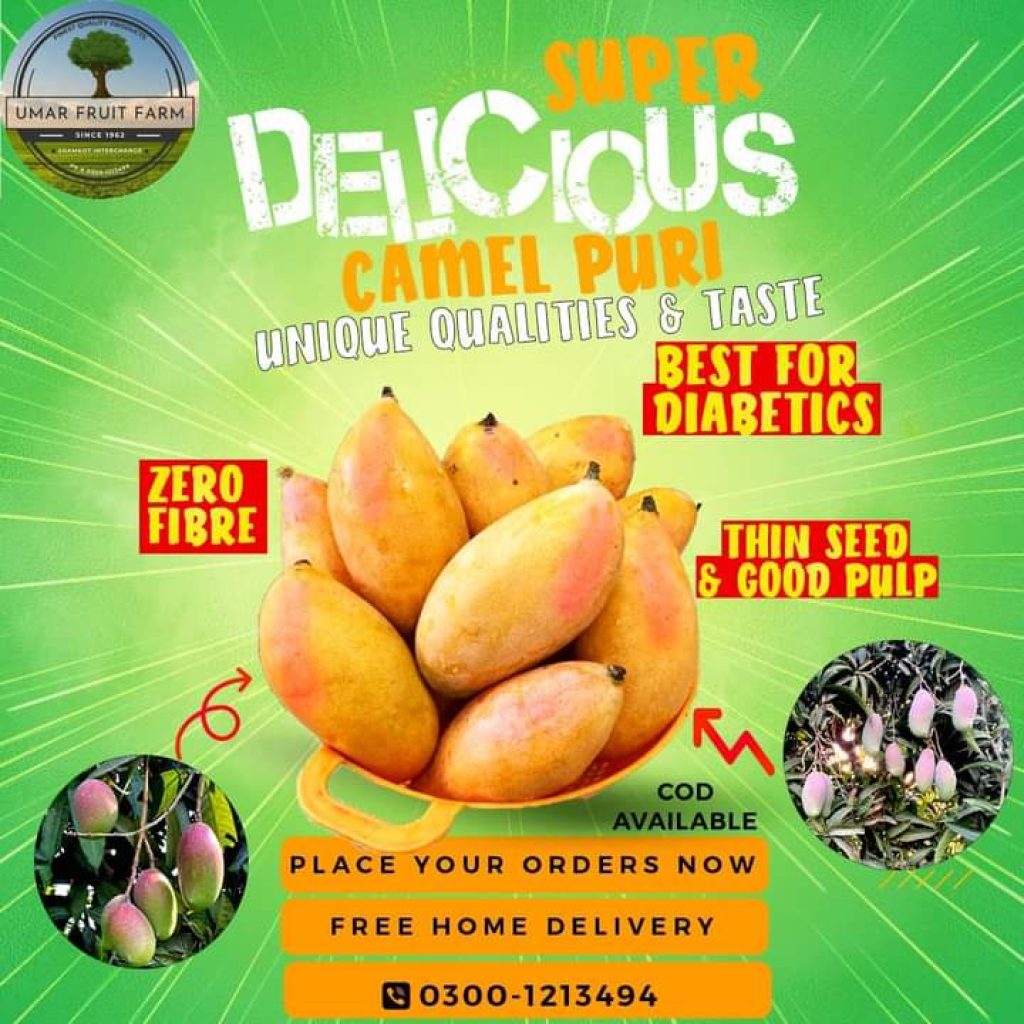 Camel puri mango – Pak Plants