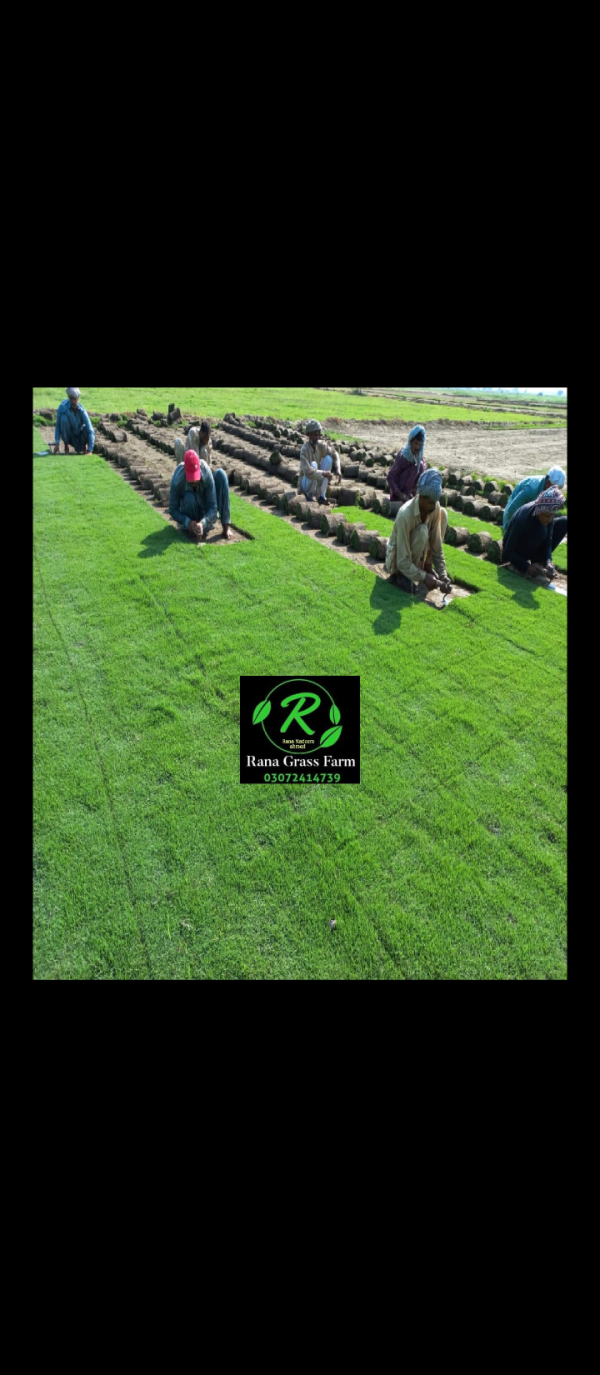 Fine Dhaka Grass – Pak Plants