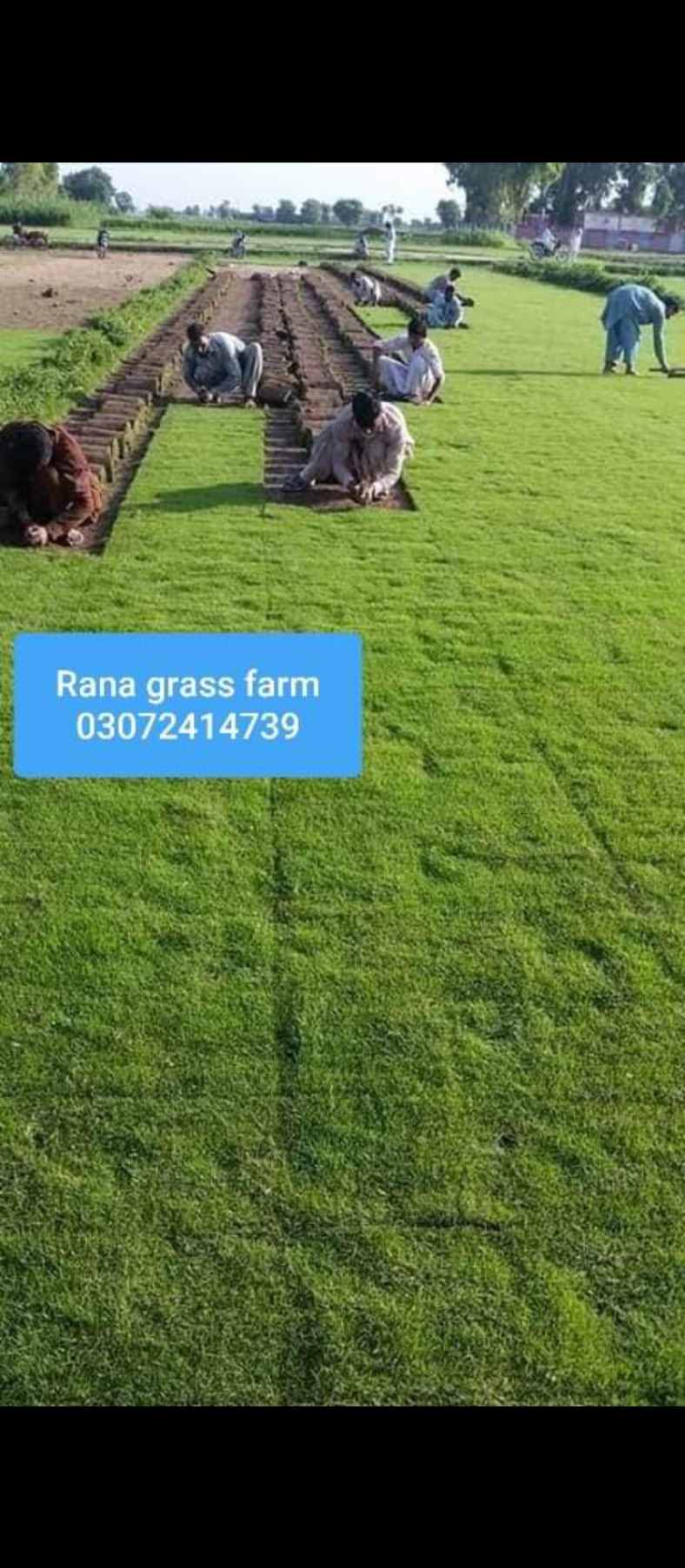 Lawn Grass Carpet – Pak Plants