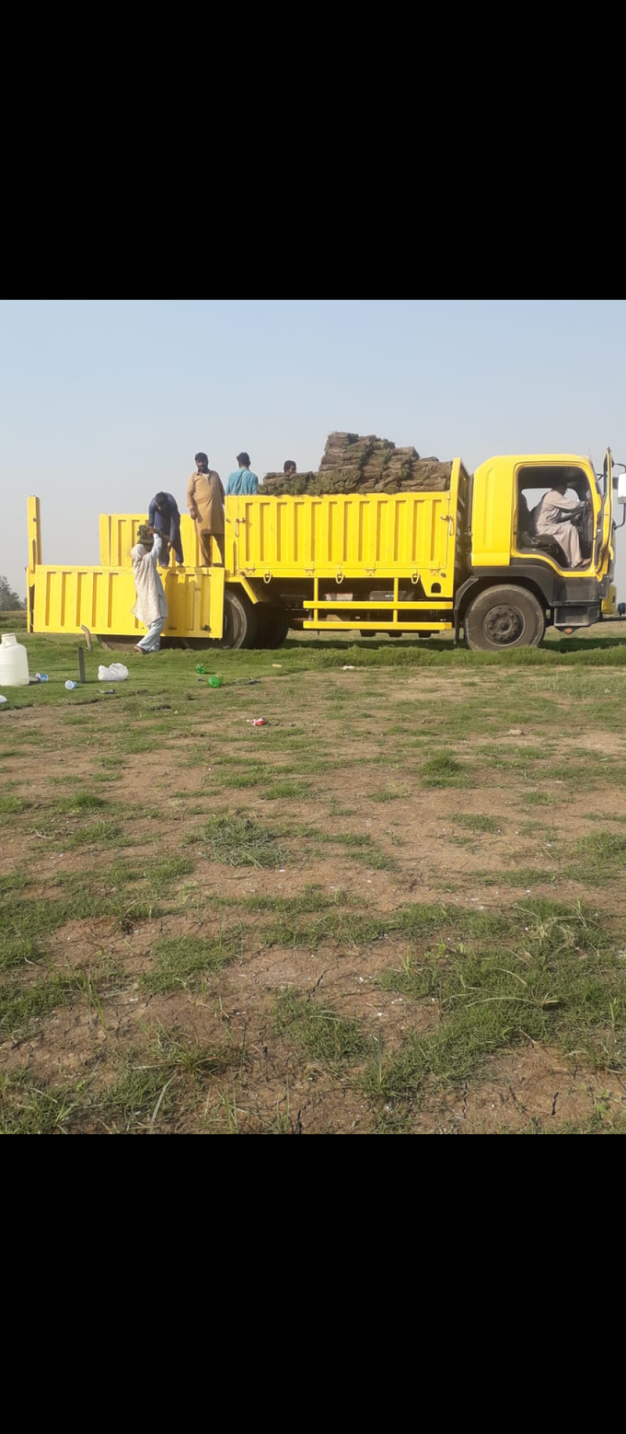 Important Carpet Grass – Pak Plants